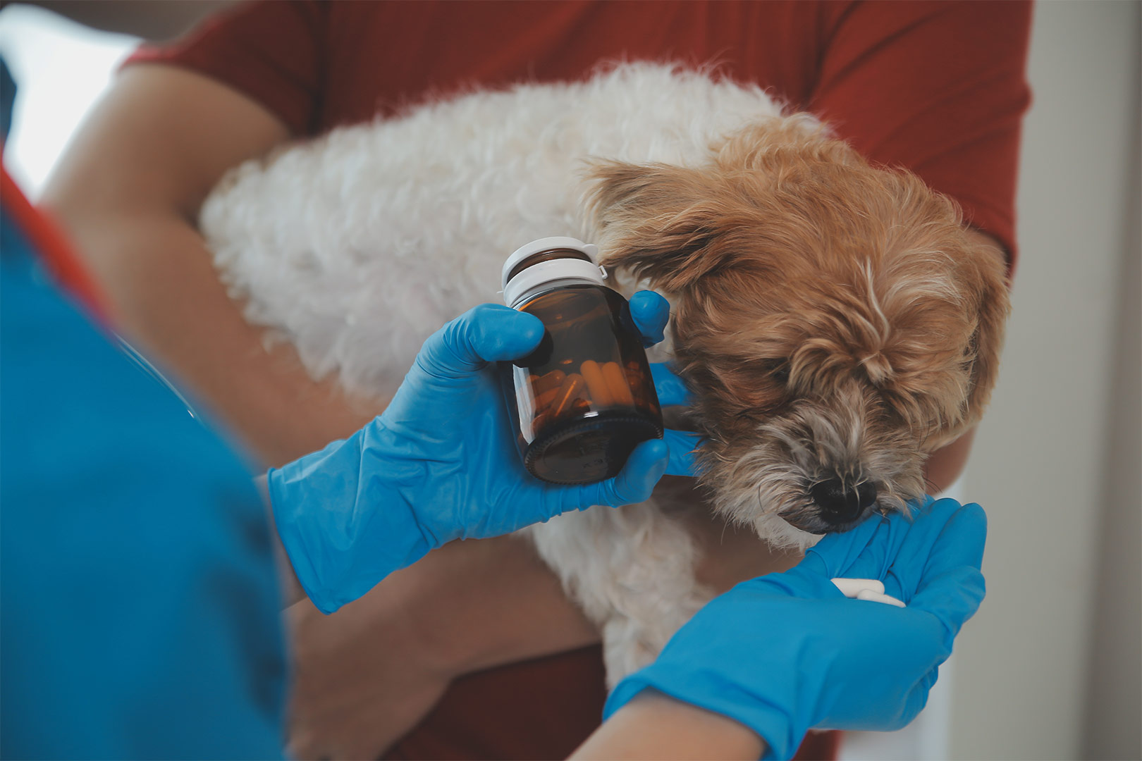 The London Home Vet